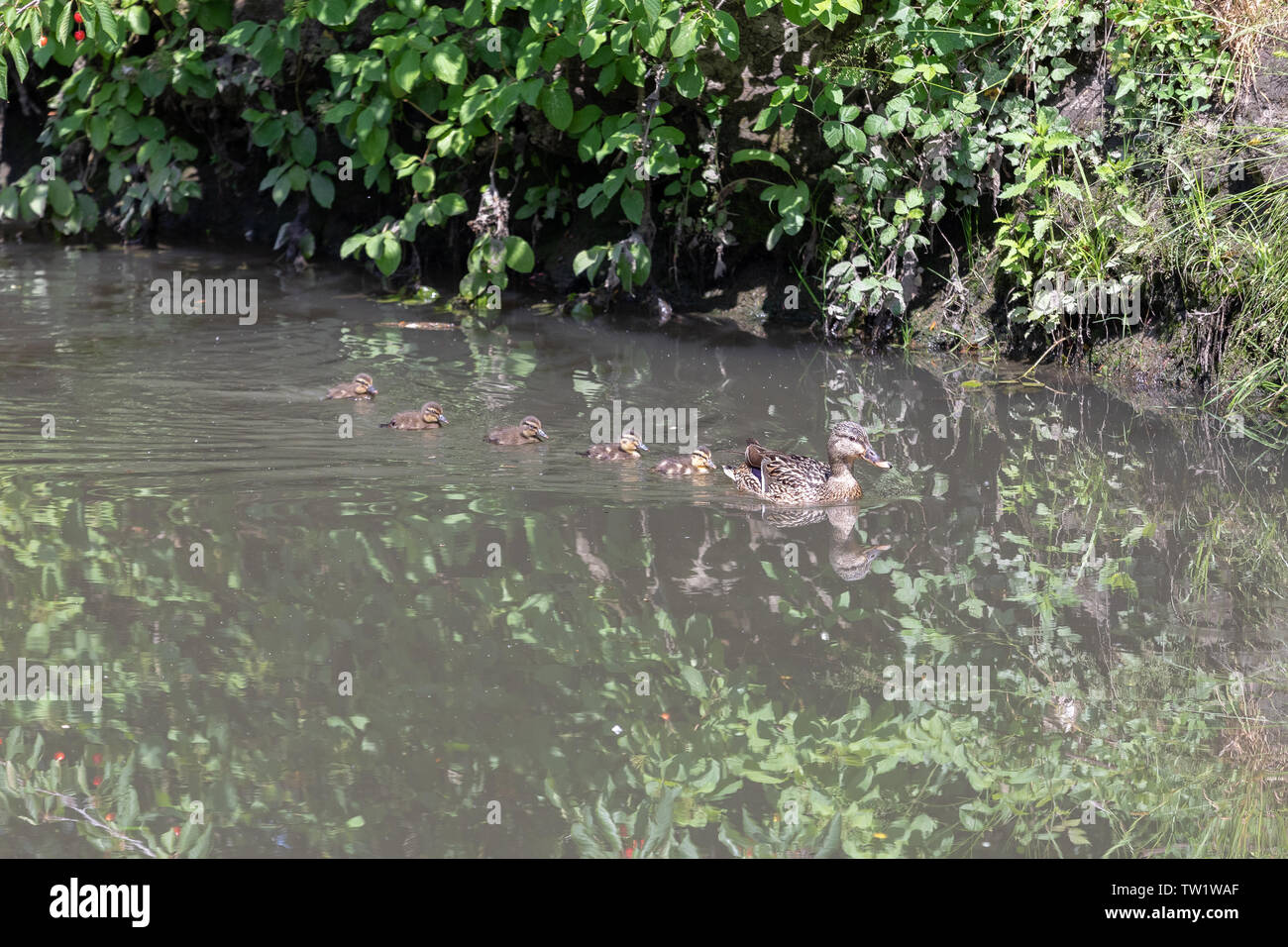 Swamp duck hi-res stock photography and images - Alamy