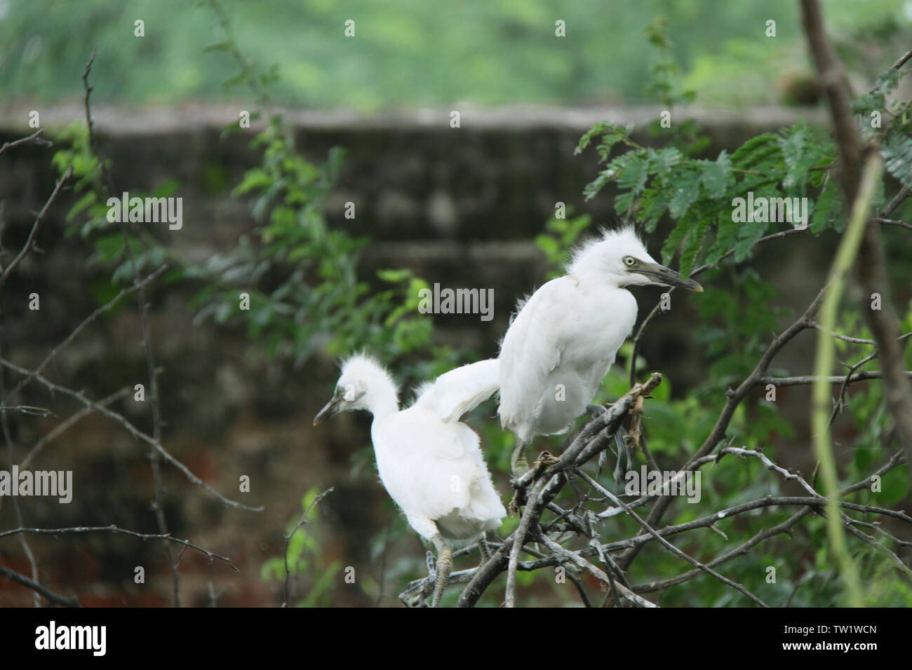 Egrets perching in tree hi-res stock photography and images - Alamy