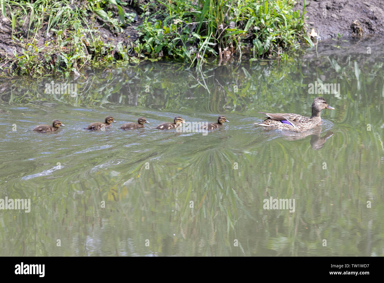 Swamp duck hi-res stock photography and images - Alamy