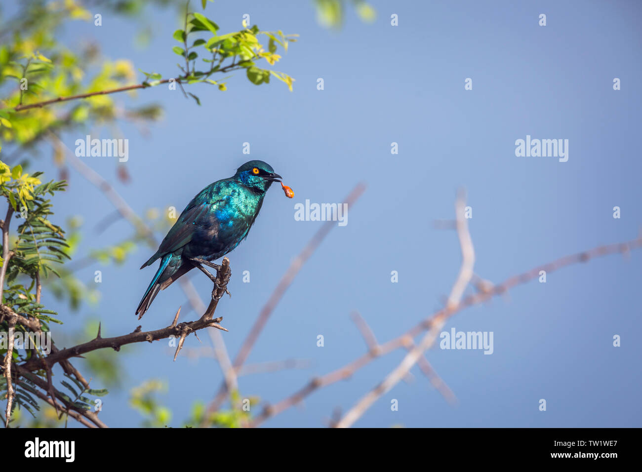 Bird regurgitating hi-res stock photography and images - Alamy