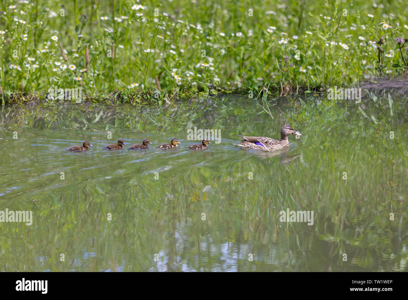 duck mama with ducklings swimming in lake in formation Stock Photo - Alamy