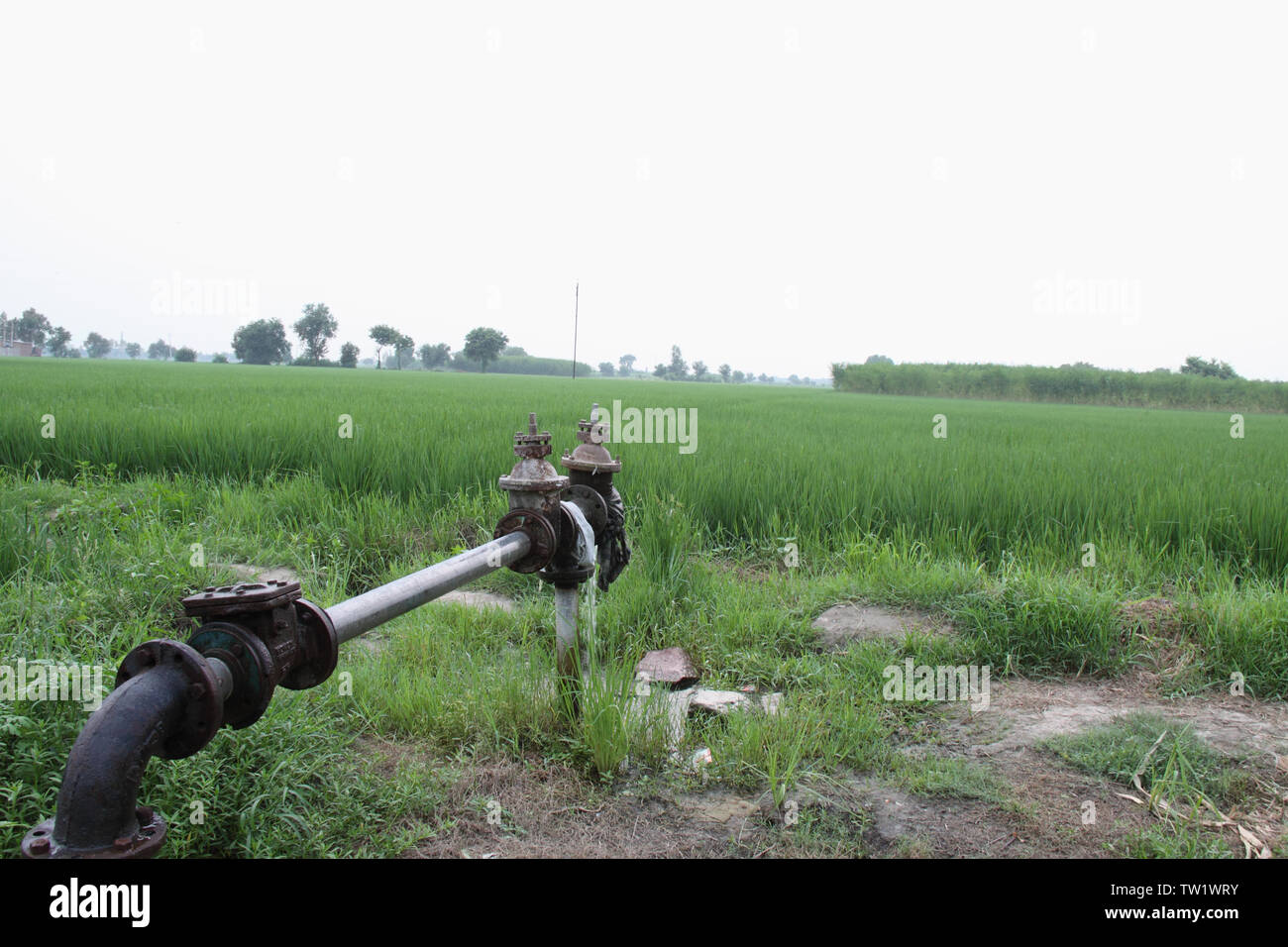 Rice crop in a field, India Stock Photo - Alamy