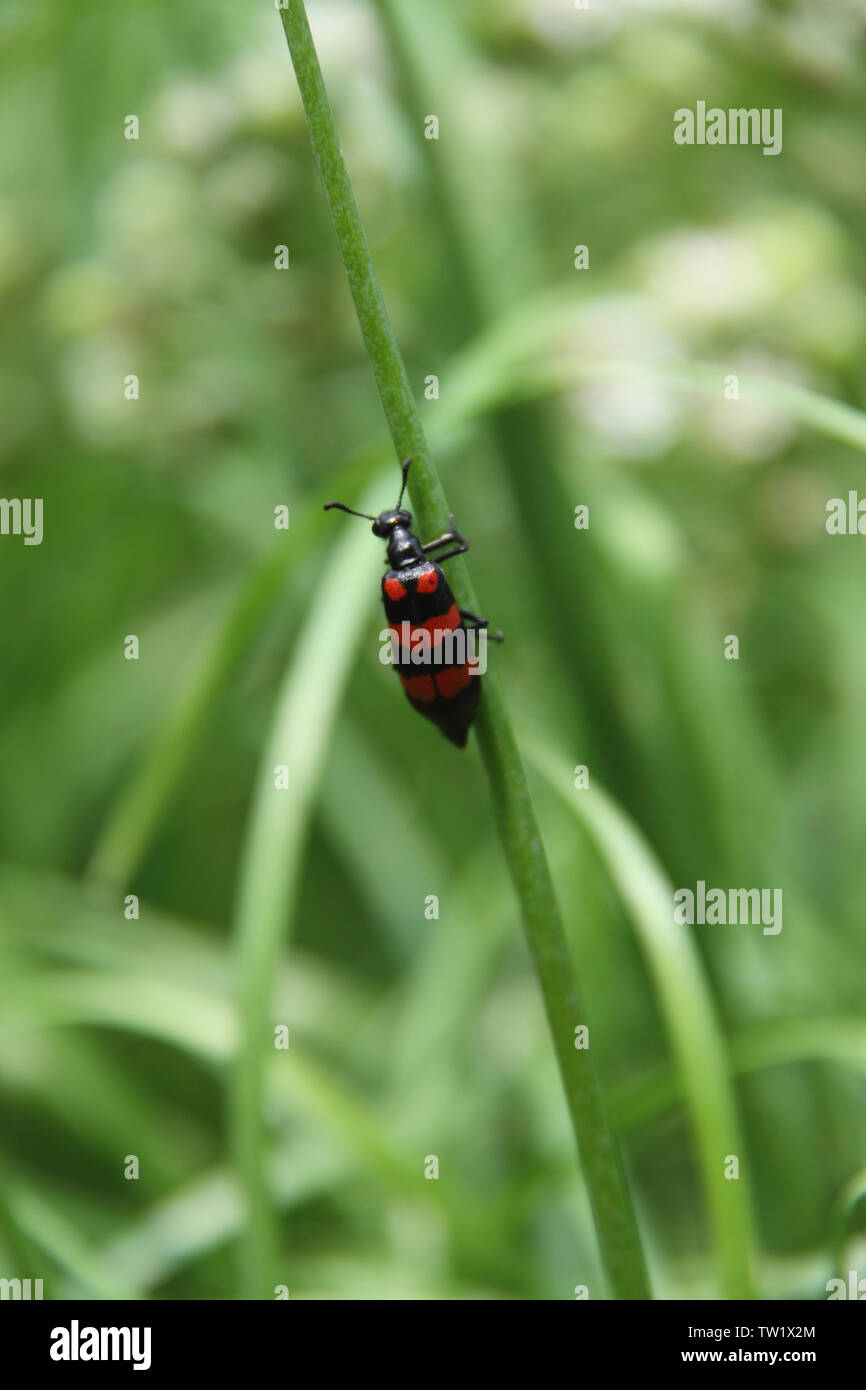 Black beetles hi-res stock photography and images - Alamy