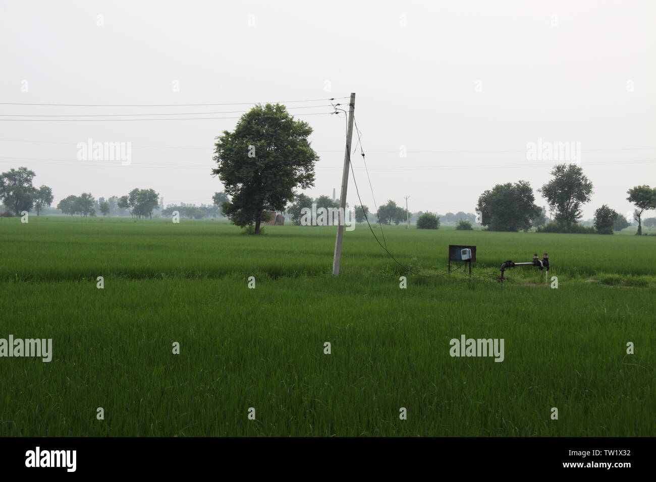 Rice crop in a field, India Stock Photo - Alamy