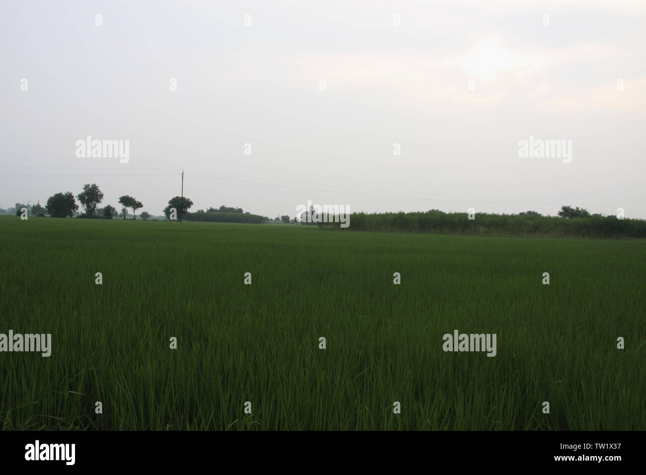 Rice crop in a field, India Stock Photo - Alamy