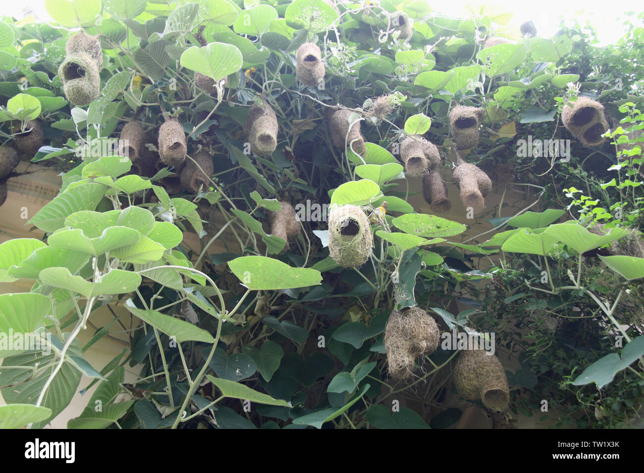 Which birds make hanging nests hi-res stock photography and images - Alamy