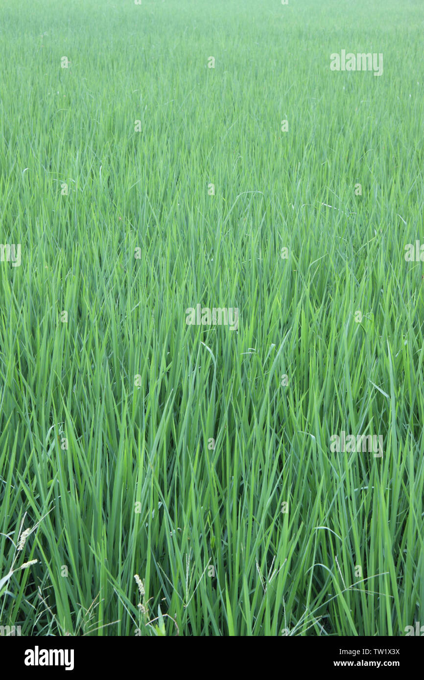 Rice crop in a field, India Stock Photo - Alamy
