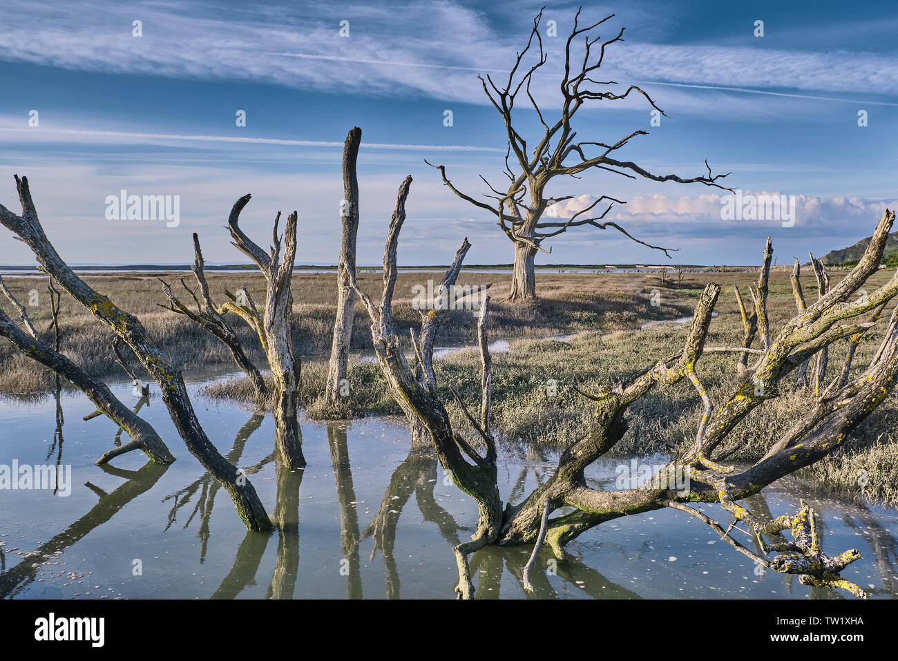 Dead trees on Porlock Marsh dueto sea level rise Climate Change ...