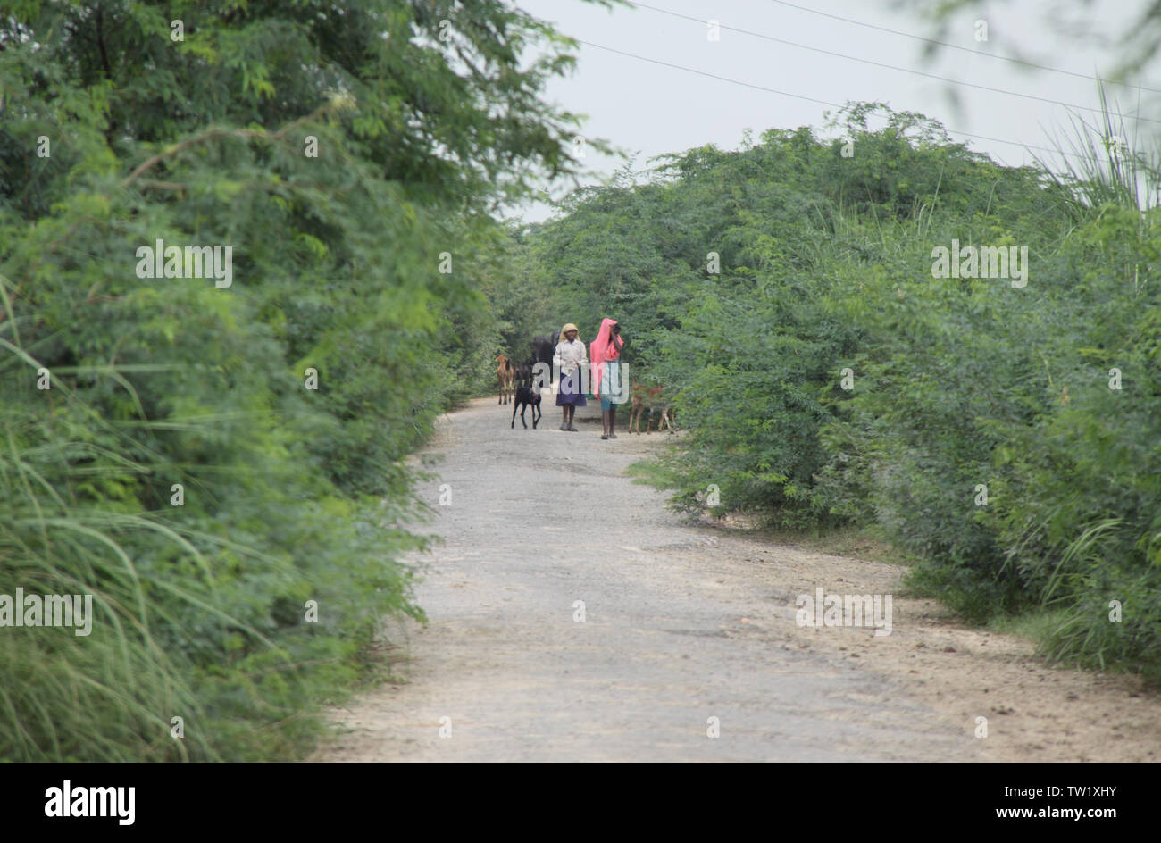 Goat with children walking on rural road, India Stock Photo - Alamy