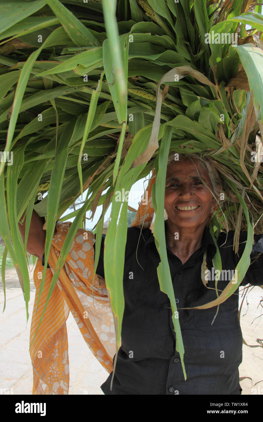 Woman carrying fodder on her head, Haryana, India Stock Photo - Alamy