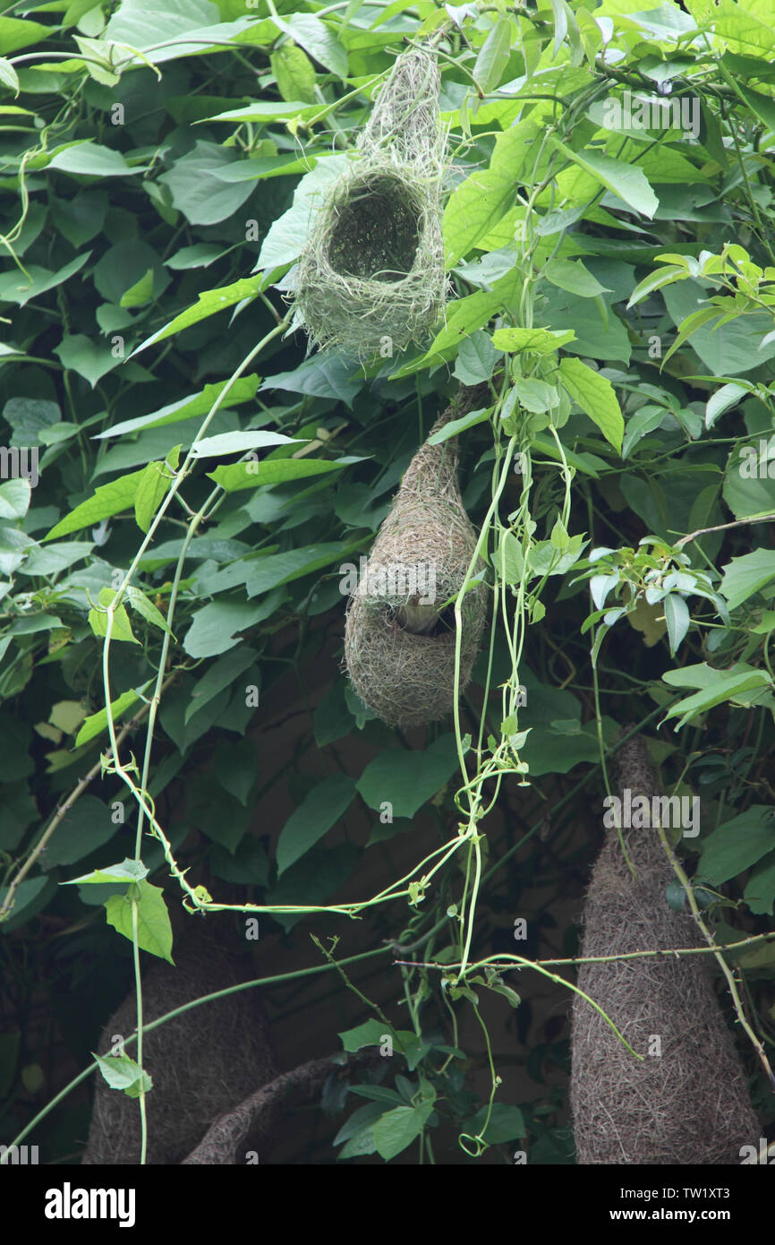 Which birds make hanging nests hi-res stock photography and images - Alamy