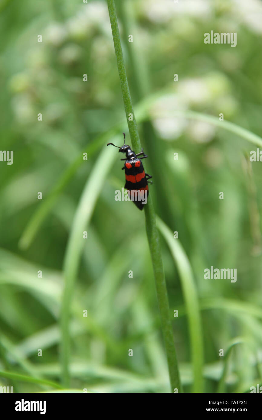 Red and black beetles hi-res stock photography and images - Alamy
