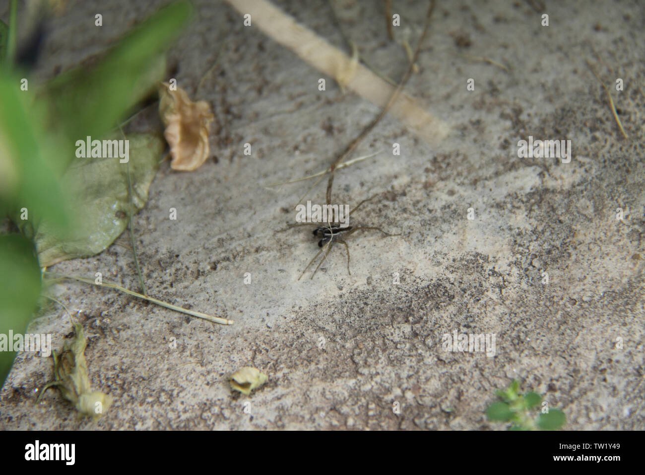Spiders of india hi-res stock photography and images - Alamy