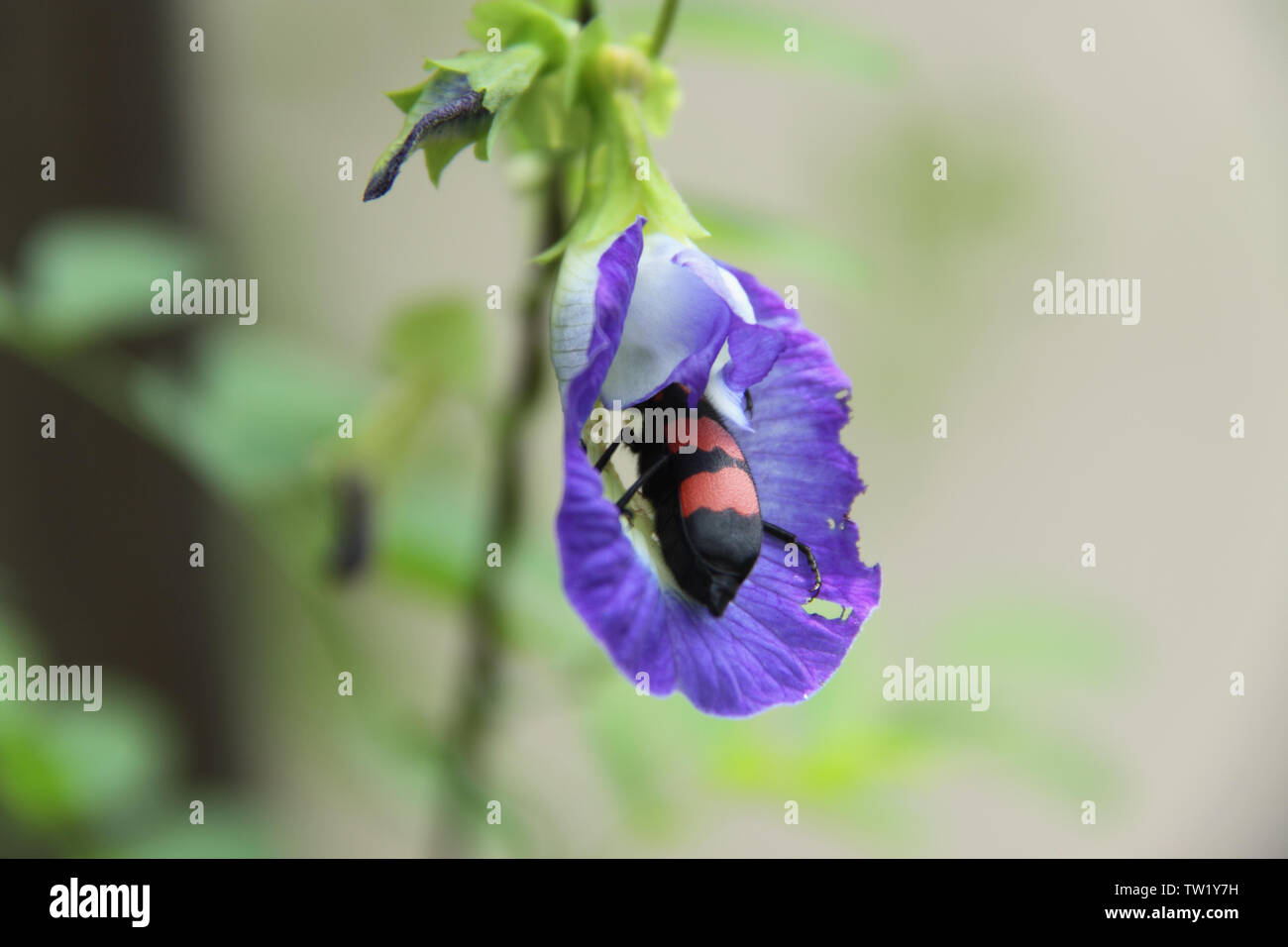 Close up of a beetle in a Bunga Telang Stock Photo - Alamy
