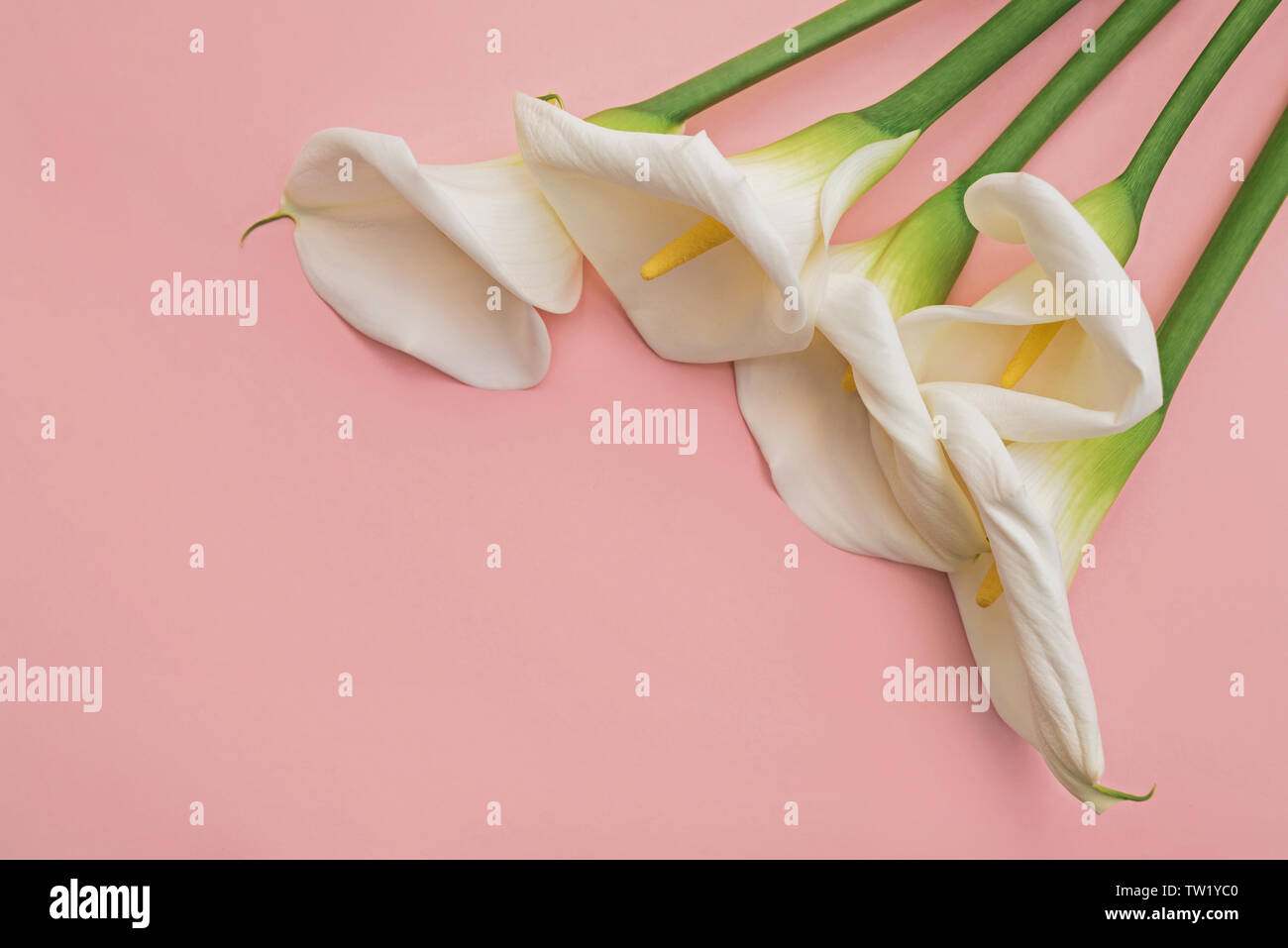 Five pink lily flowers hi-res stock photography and images - Alamy