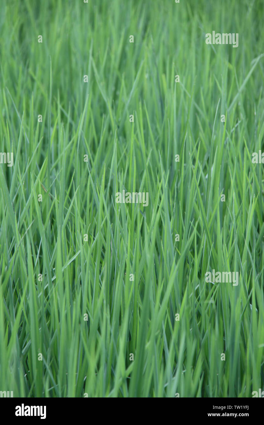 Rice crop in a field, India Stock Photo - Alamy