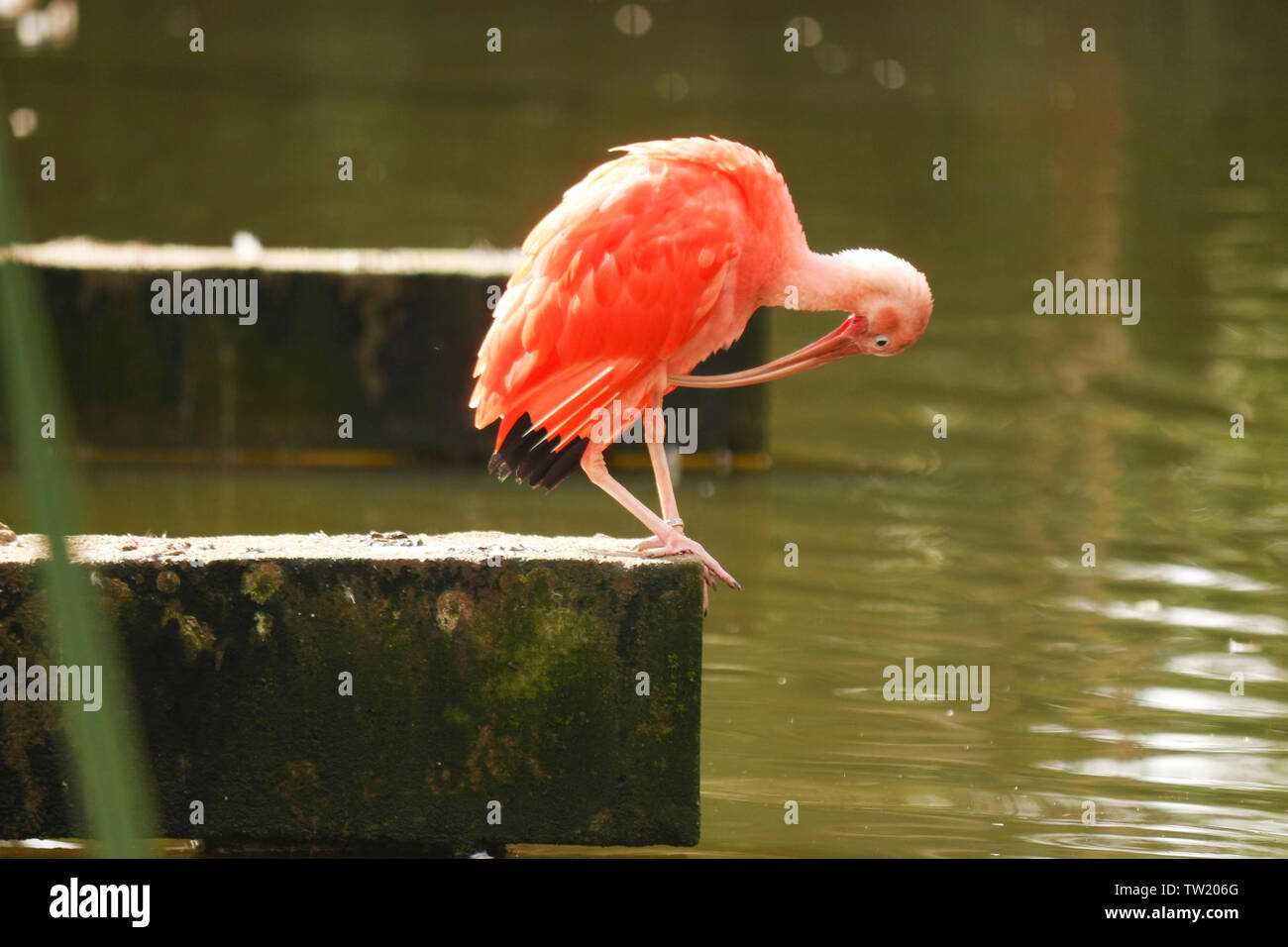 Color Bird High Resolution Stock Photography and Images - Alamy