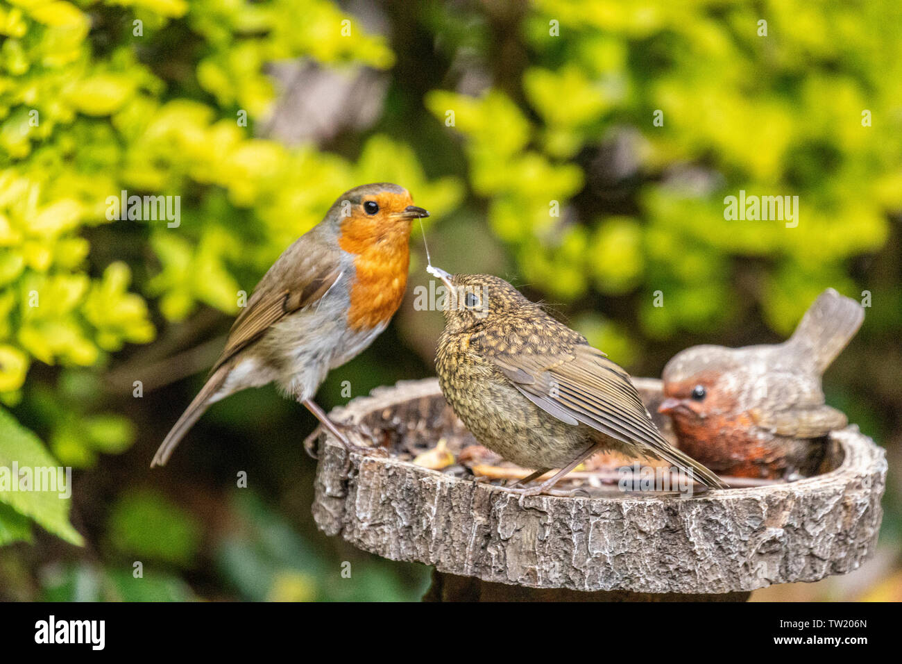 European robin nest hi-res stock photography and images - Alamy