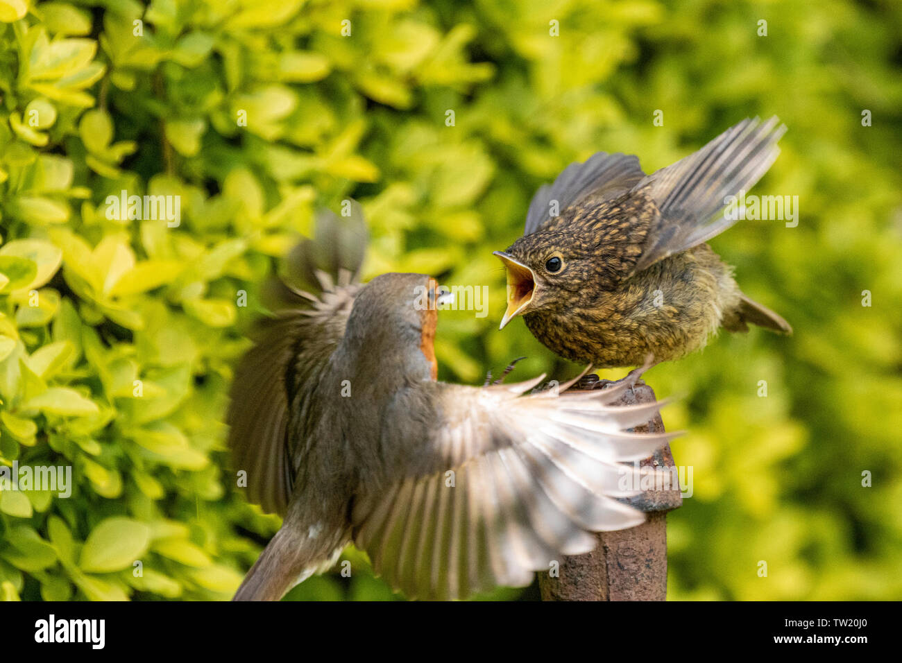 Robin fledgling hi-res stock photography and images - Alamy