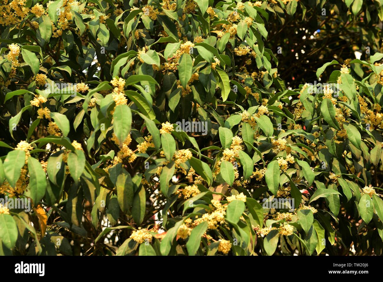 Silver osmanthus hi-res stock photography and images - Alamy