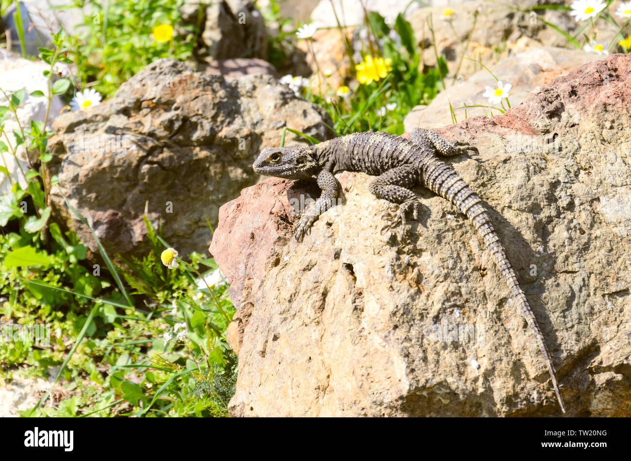 Lizard on rock Stock Photo - Alamy