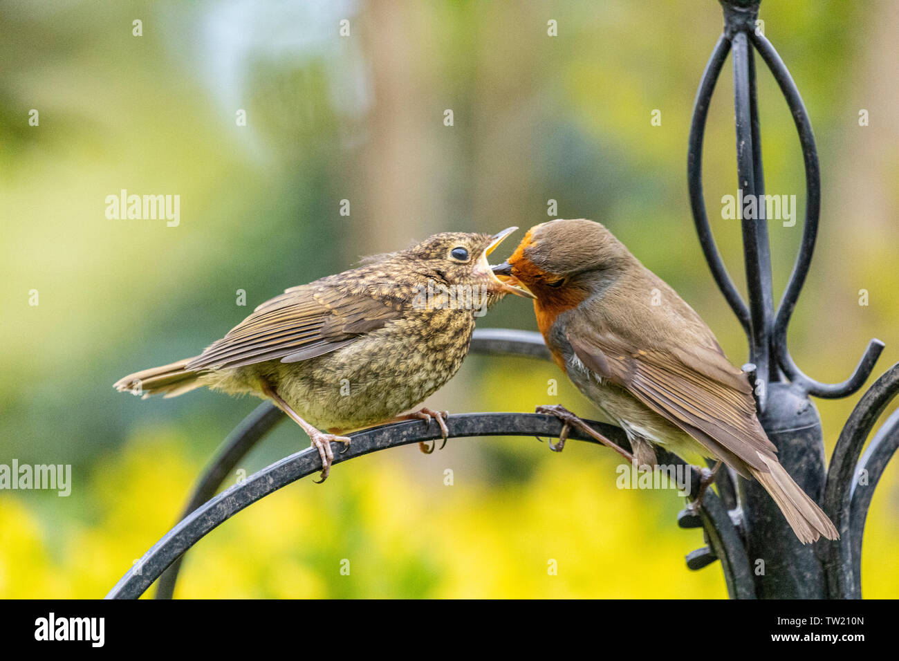 European adult robin (erithacus rubecula) feeding recently fledged ...