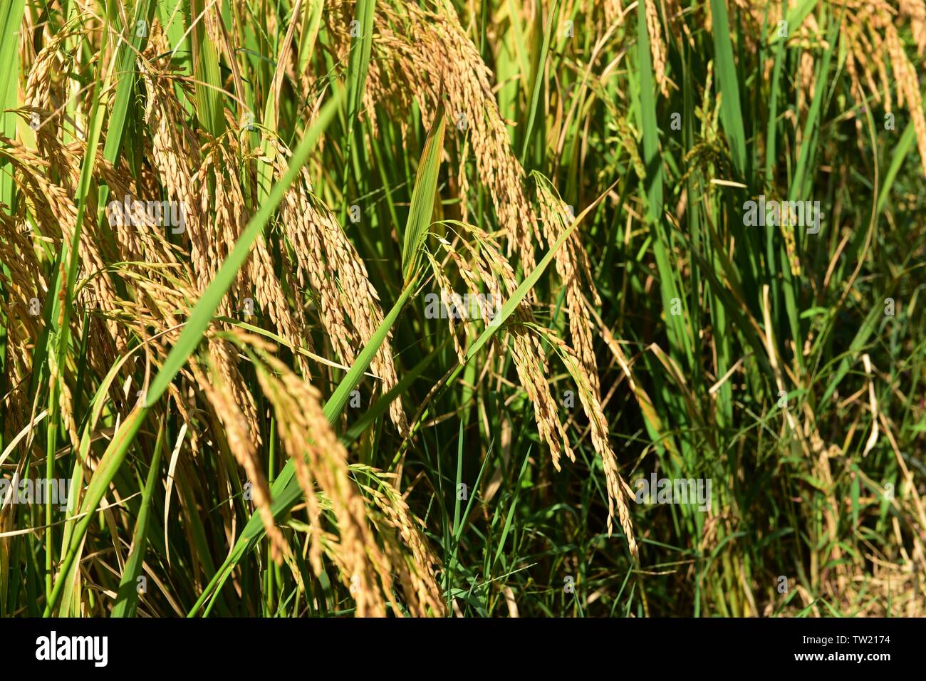 Spike of rice Stock Photo - Alamy
