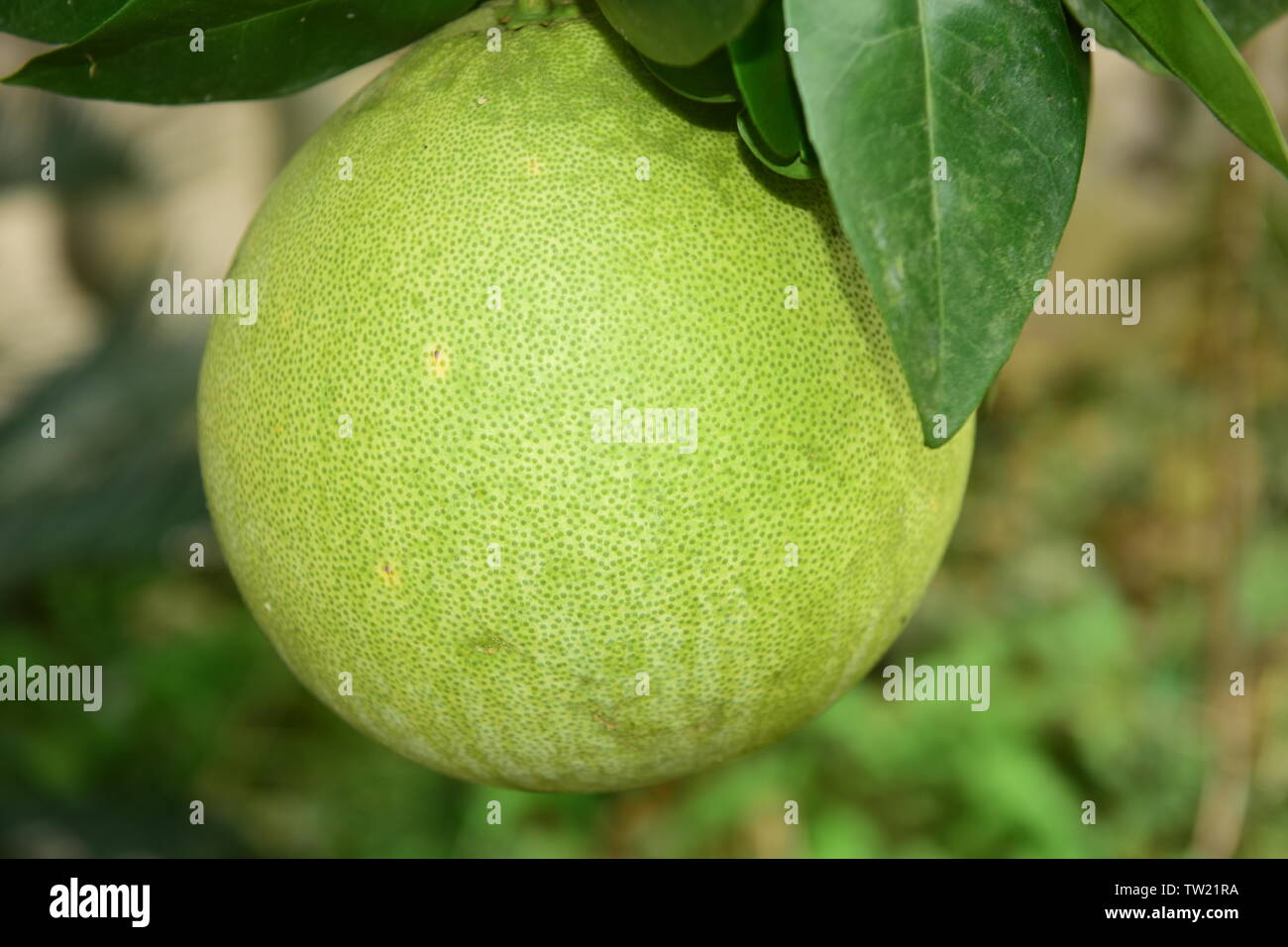 Pomelo picture hi-res stock photography and images - Alamy