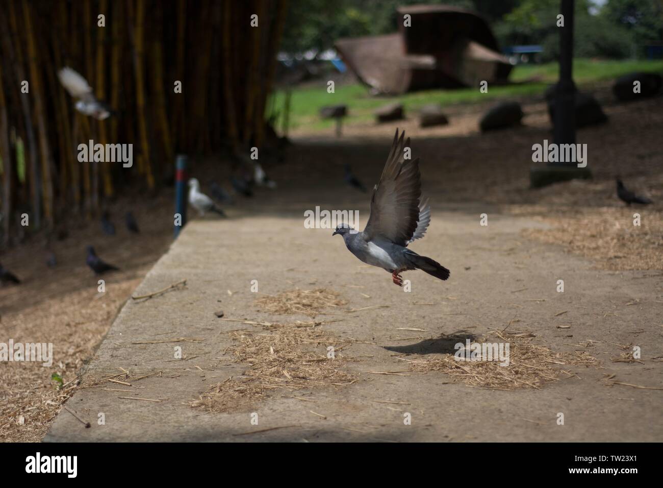 Beautiful lake sunset low flying hi-res stock photography and images ...