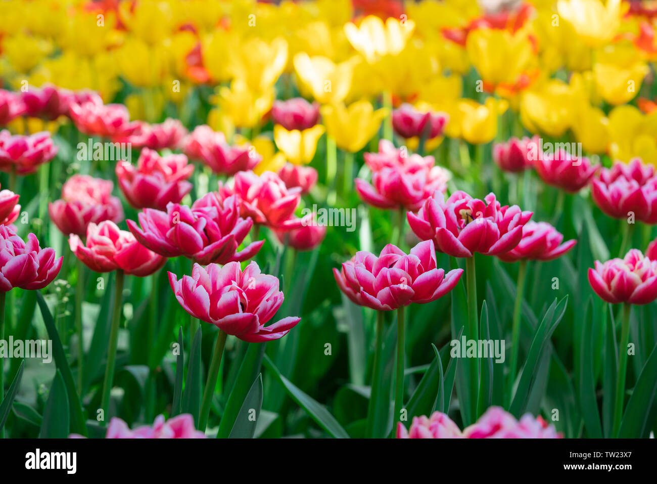 Spring beautiful tulip flowers background material Stock Photo - Alamy