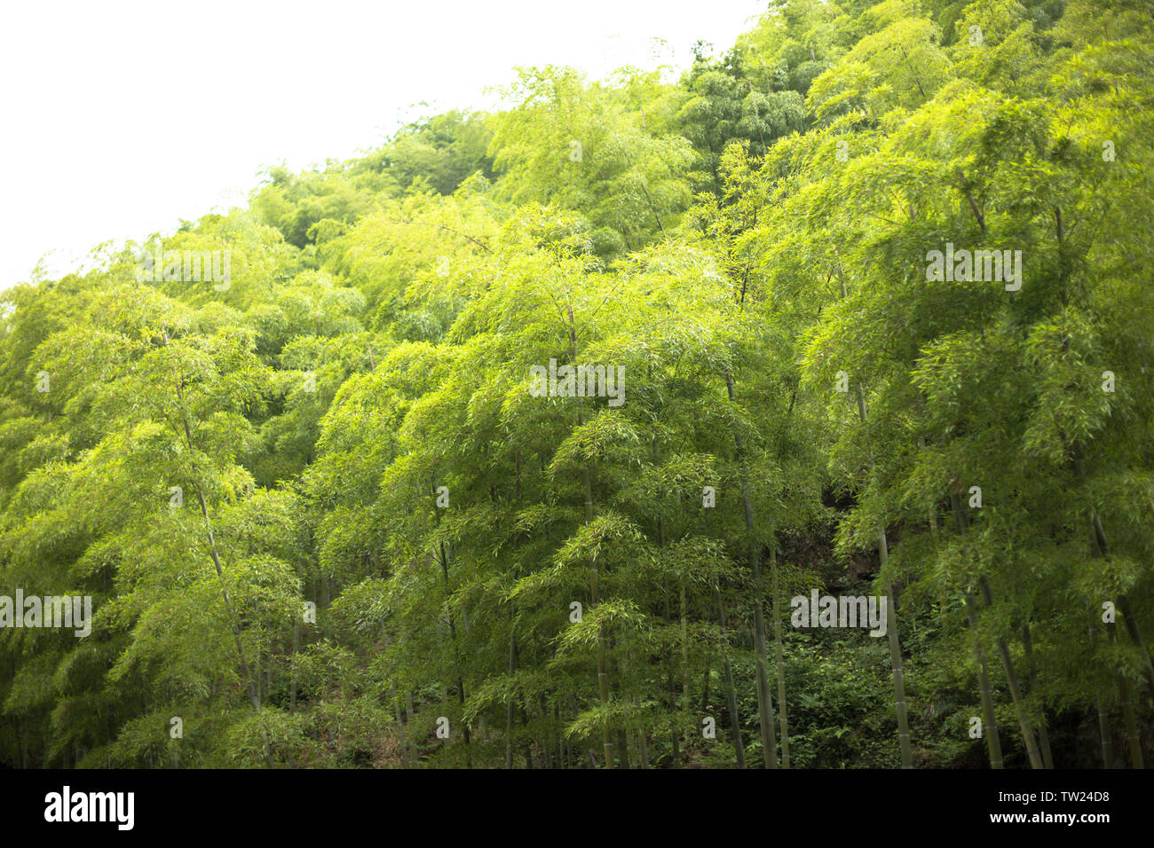 Anji bamboo forest hi-res stock photography and images - Alamy
