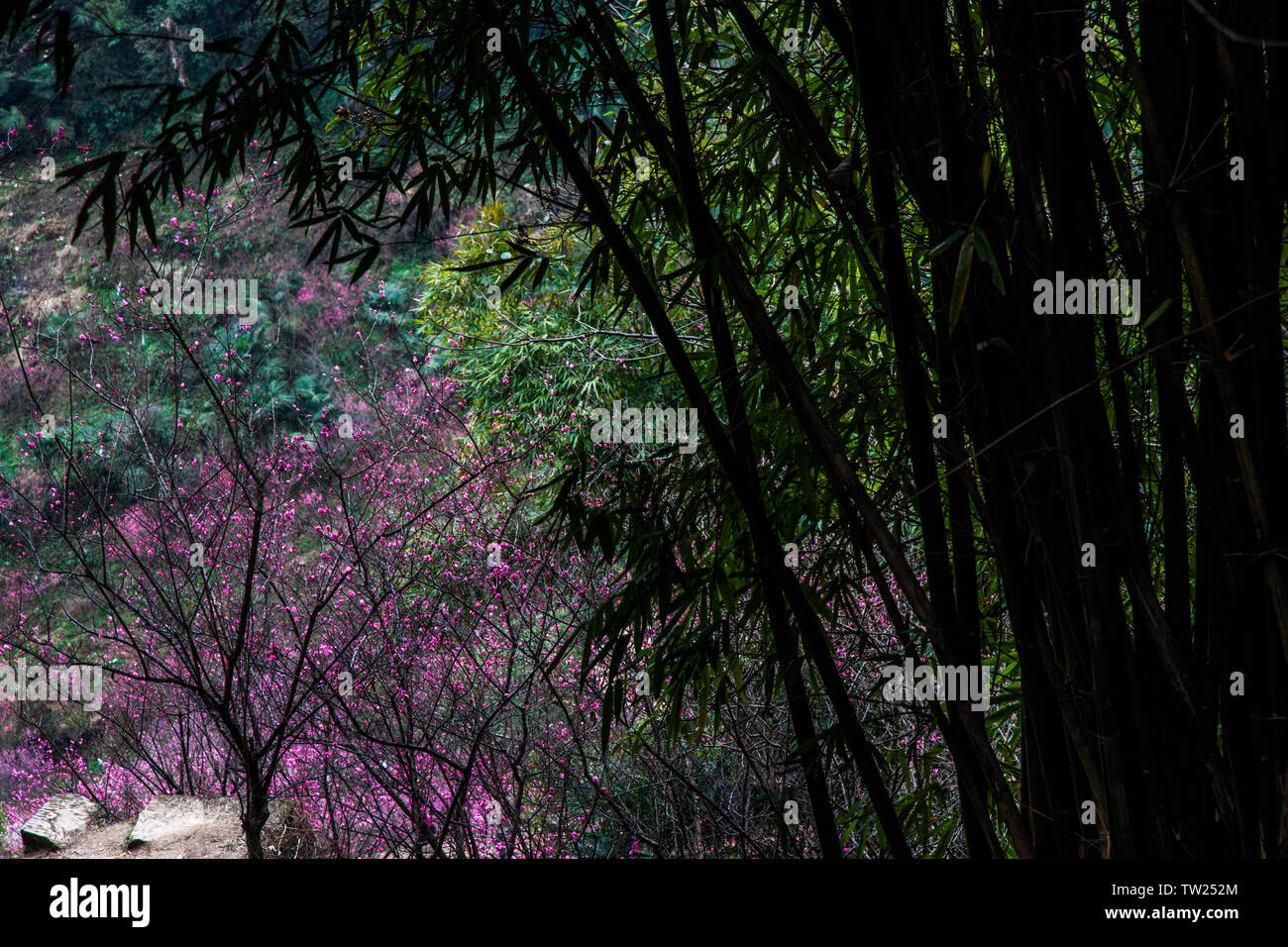 Pengzhou Danjingshan Mei Valley Stock Photo - Alamy