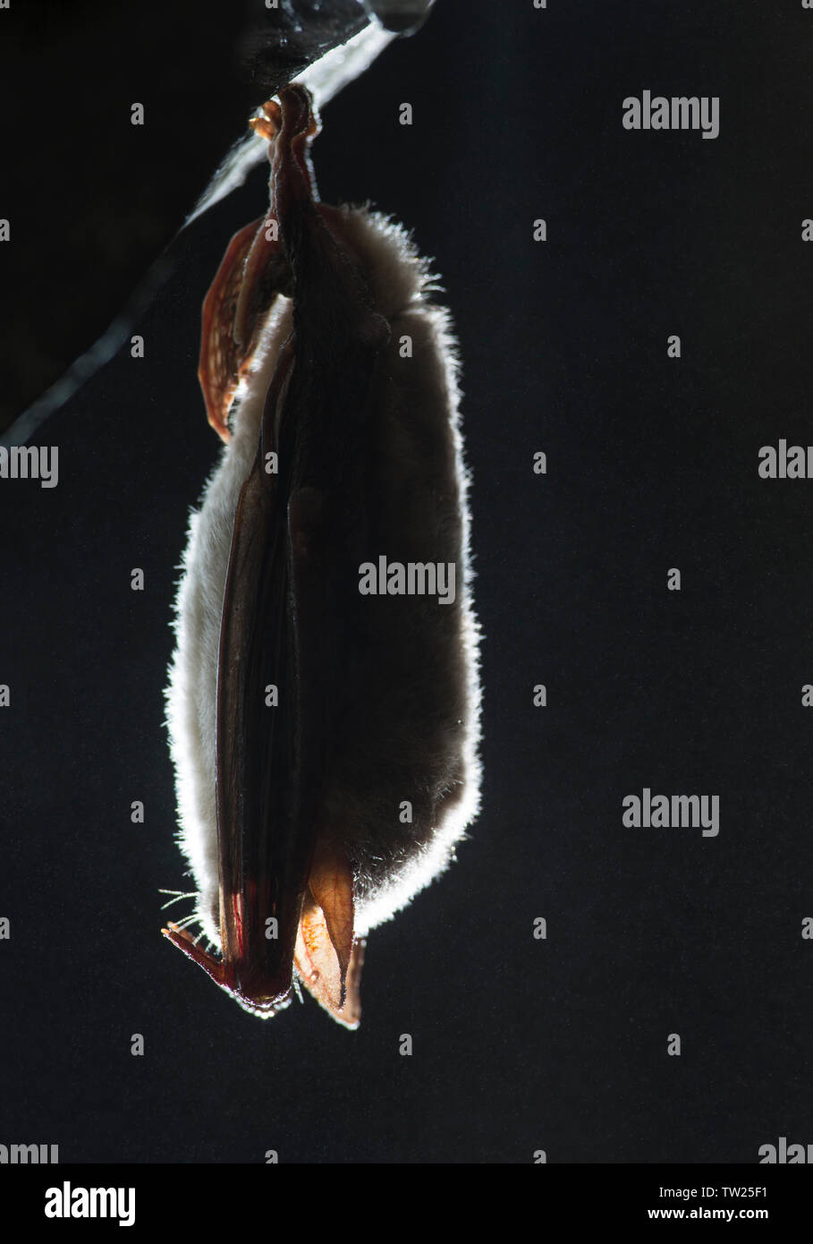 Close up strange animal Greater mouse-eared bat Myotis myotis hanging ...
