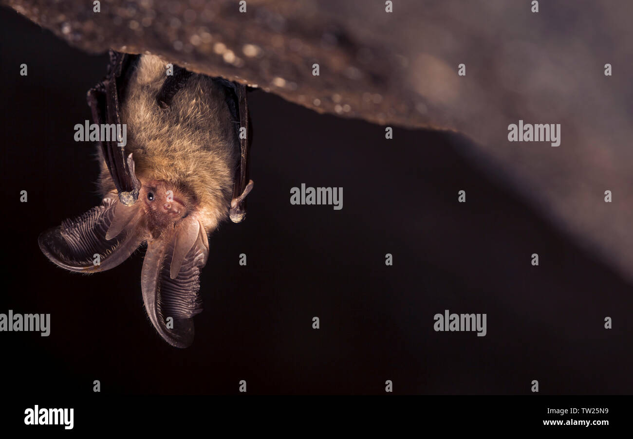 Close up picture of small Brown long-eared bat Plecotus auritus hanging ...