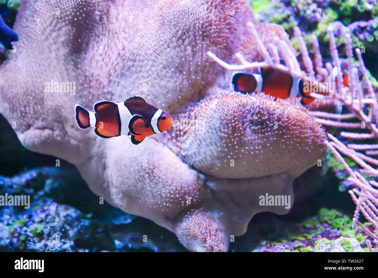 Exotic coral fish in aquarium Stock Photo - Alamy