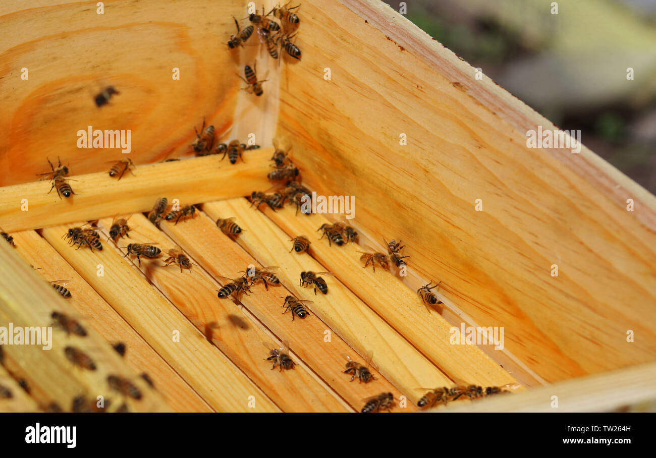 Top feeder on a honeybee hive Stock Photo - Alamy