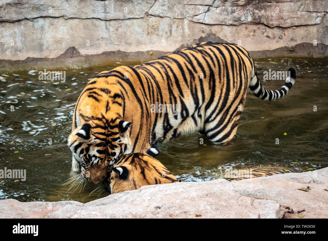 Tiger worms hi-res stock photography and images - Alamy