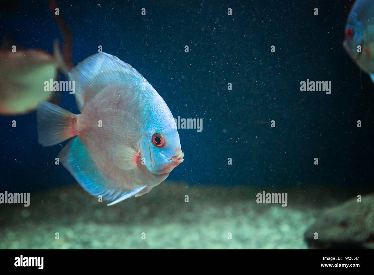 Exotic freshwater fish in aquarium Stock Photo - Alamy