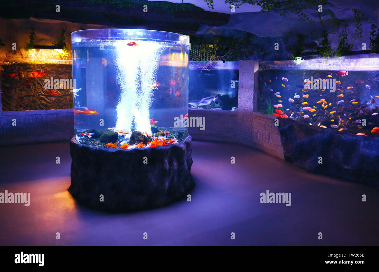 Interior of beautiful modern oceanarium Stock Photo - Alamy