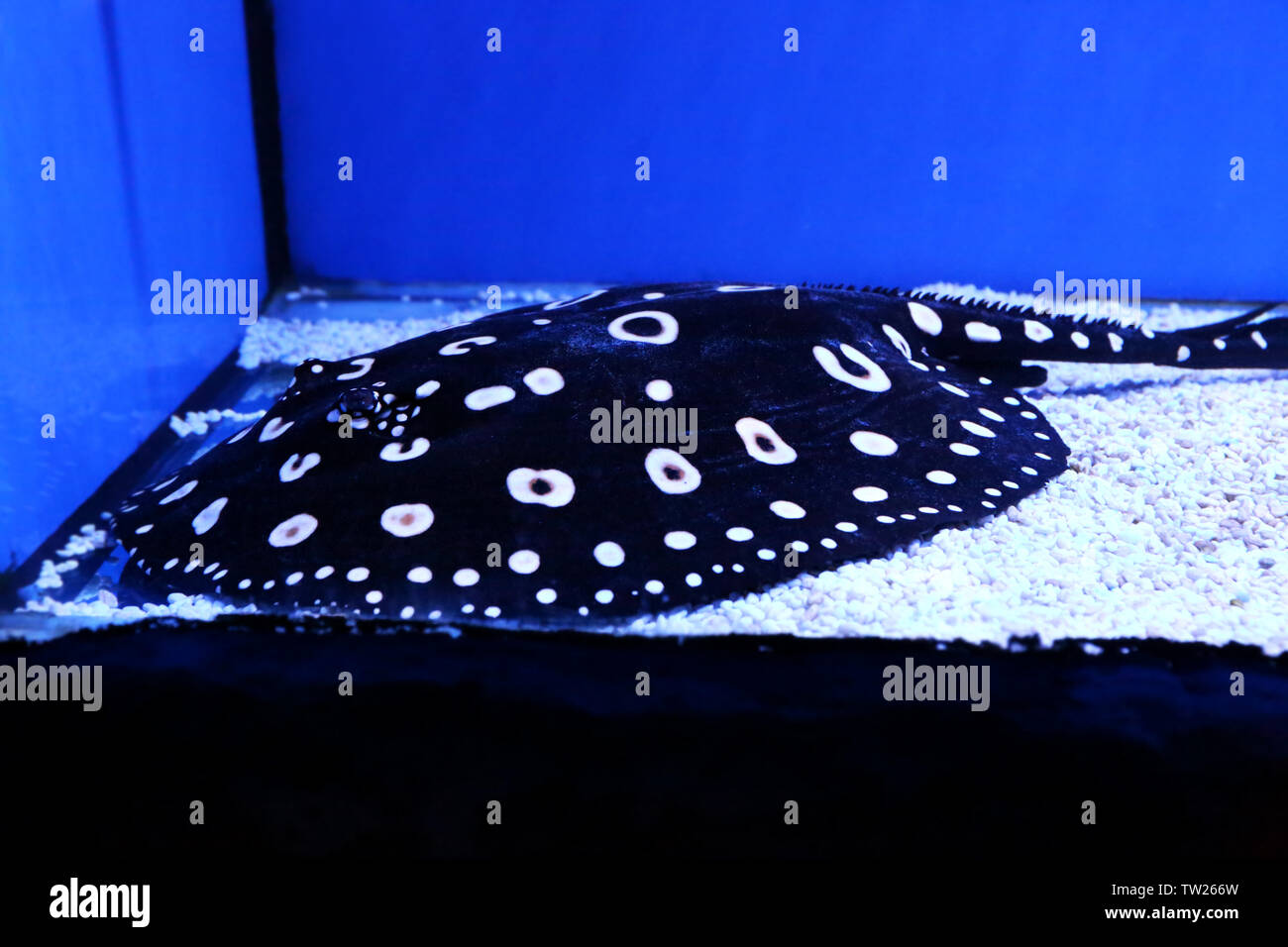 Exotic spotted ray in aquarium Stock Photo - Alamy