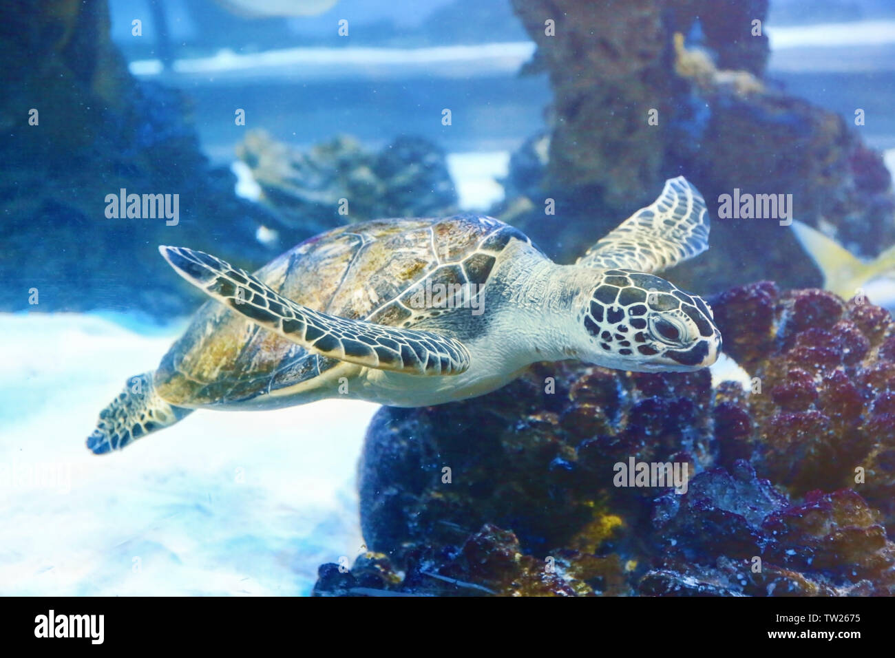 Big sea turtle in oceanarium Stock Photo - Alamy
