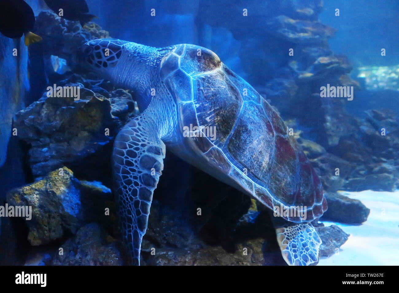 Turtle glass pet hi-res stock photography and images - Alamy