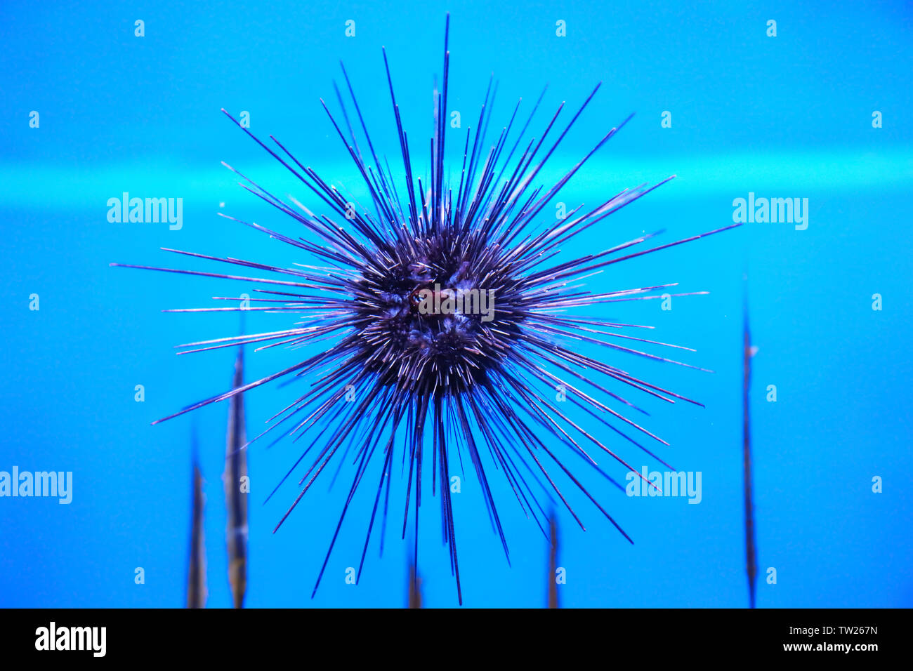 Long sharp needles hi-res stock photography and images - Alamy
