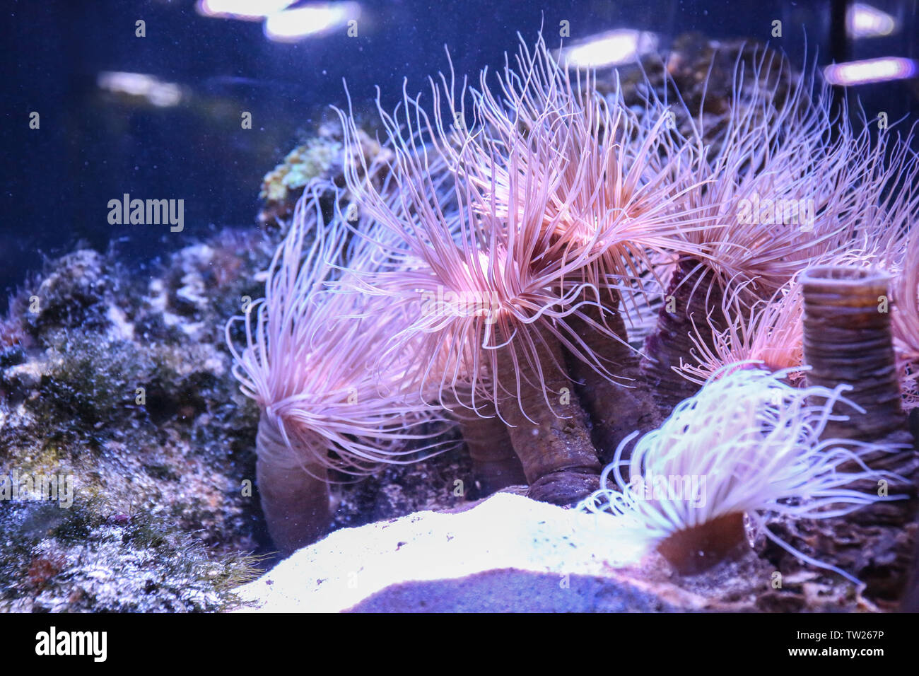 Sea anemones actinia underwater in hi-res stock photography and images ...