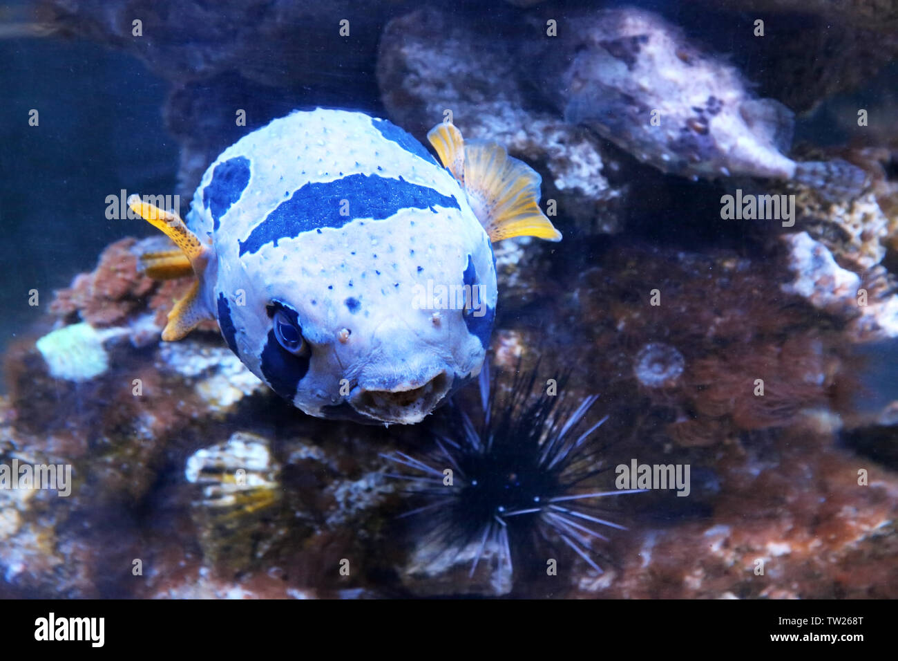 Exotic sea fish in aquarium Stock Photo - Alamy