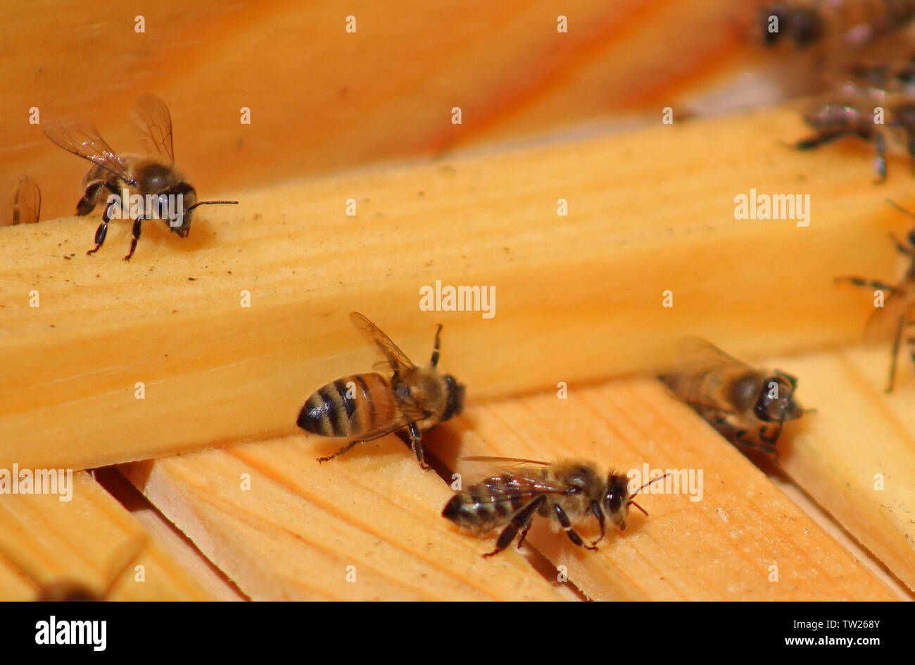 Bees flying outside hive hi-res stock photography and images - Alamy