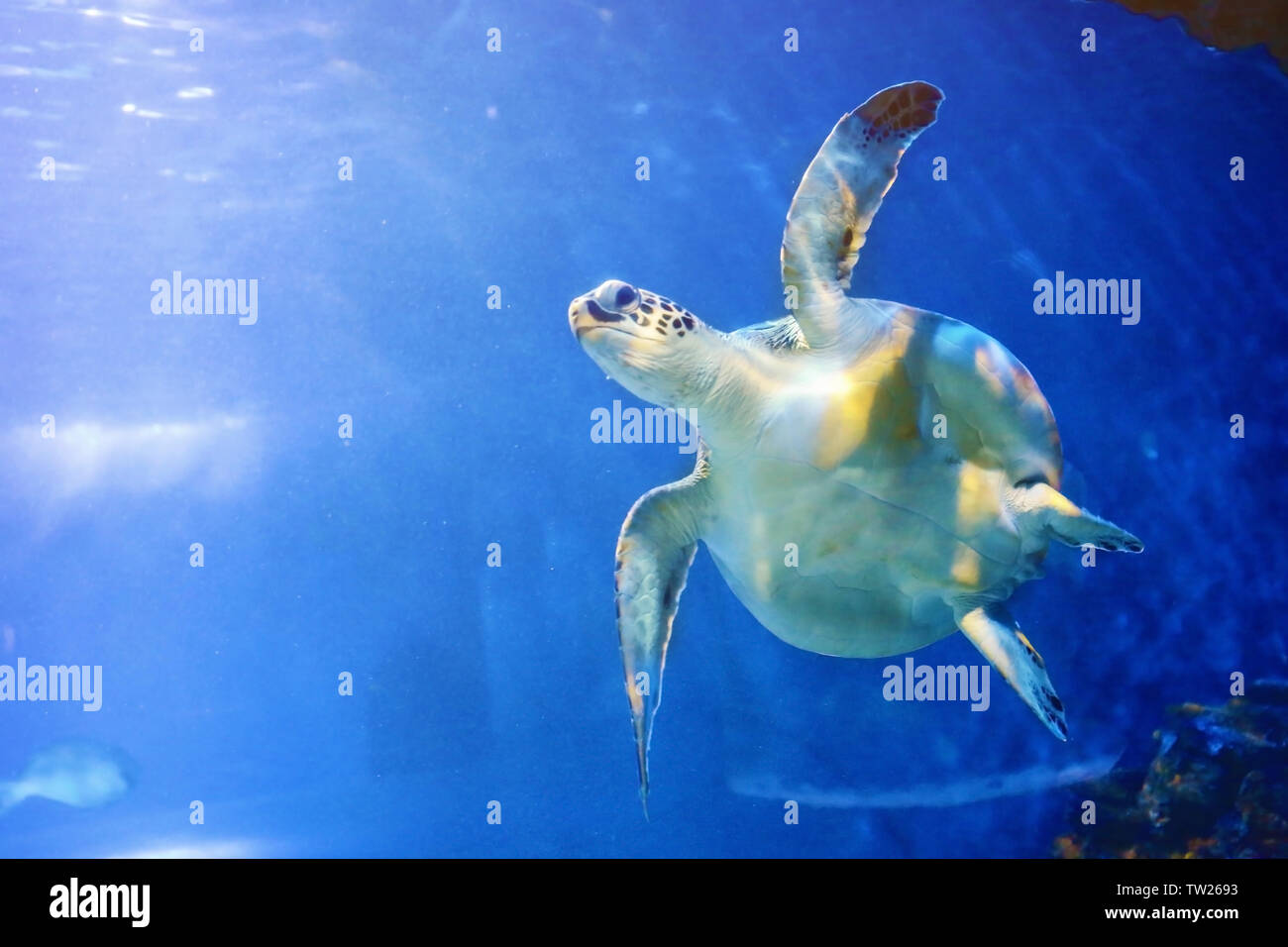 Turtle glass pet hi-res stock photography and images - Alamy