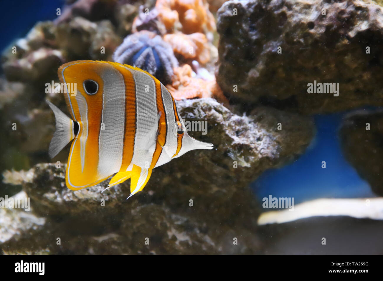 Exotic coral fish in aquarium Stock Photo - Alamy