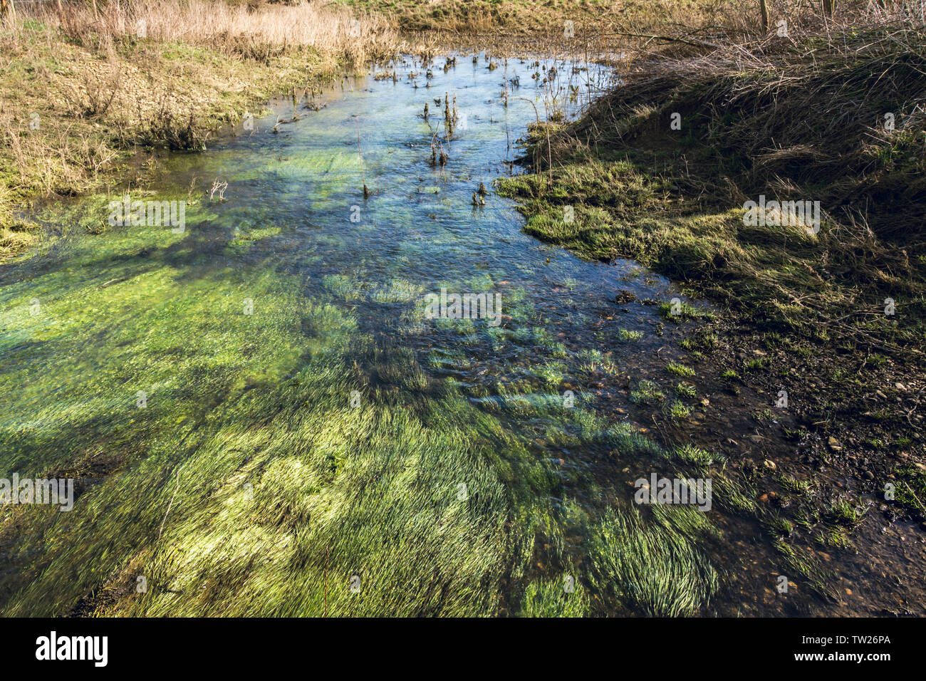 Shallow water flowing on wetland at Floodplains Forest - Horizontal ...