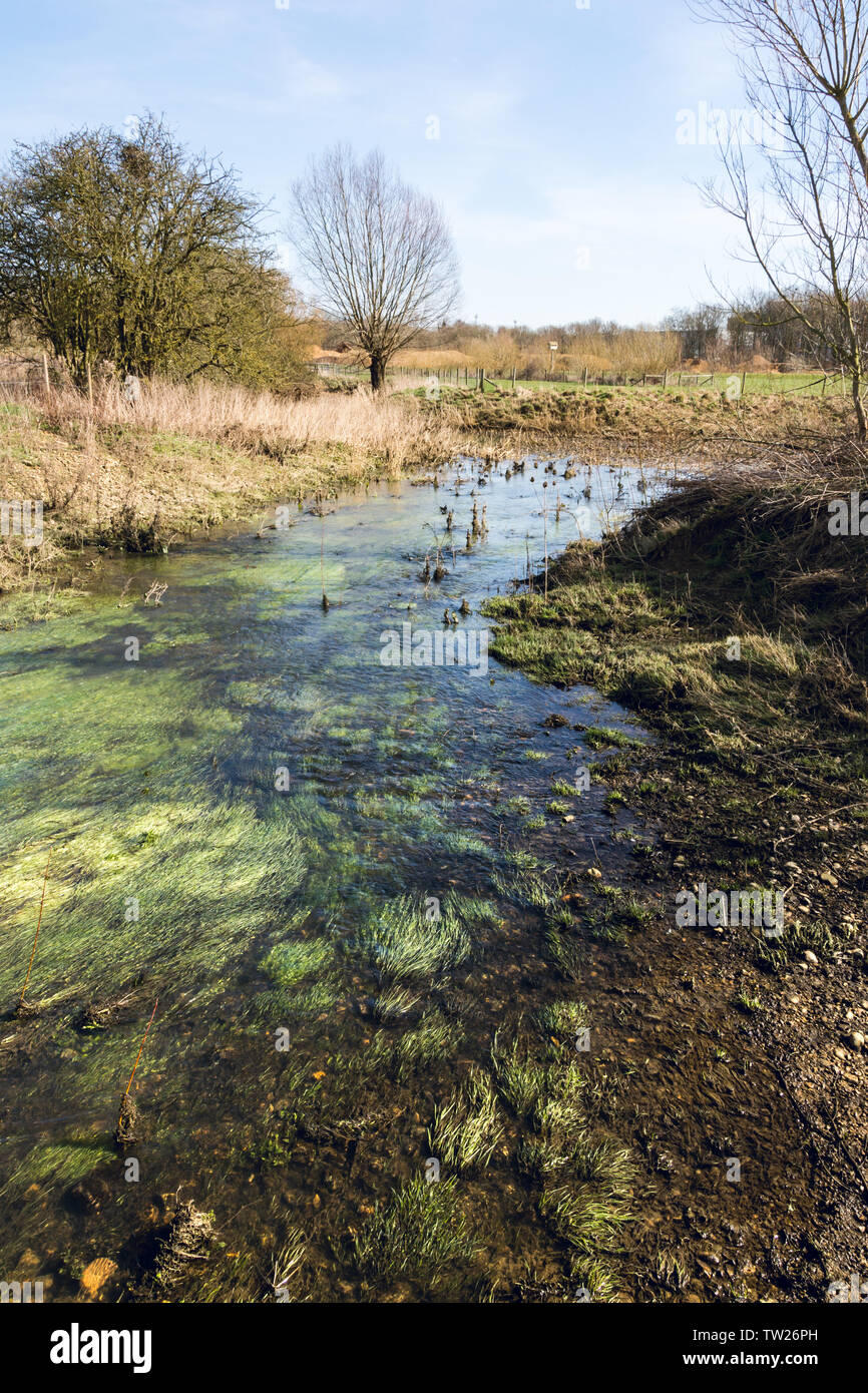 Shallow water flowing on wetland at Floodplains Forest - Vertical Stock ...